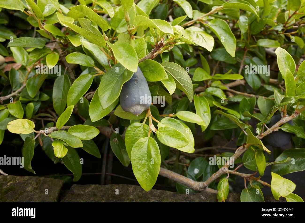 Ficus pumila branch close up with fruit Stock Photo - Alamy