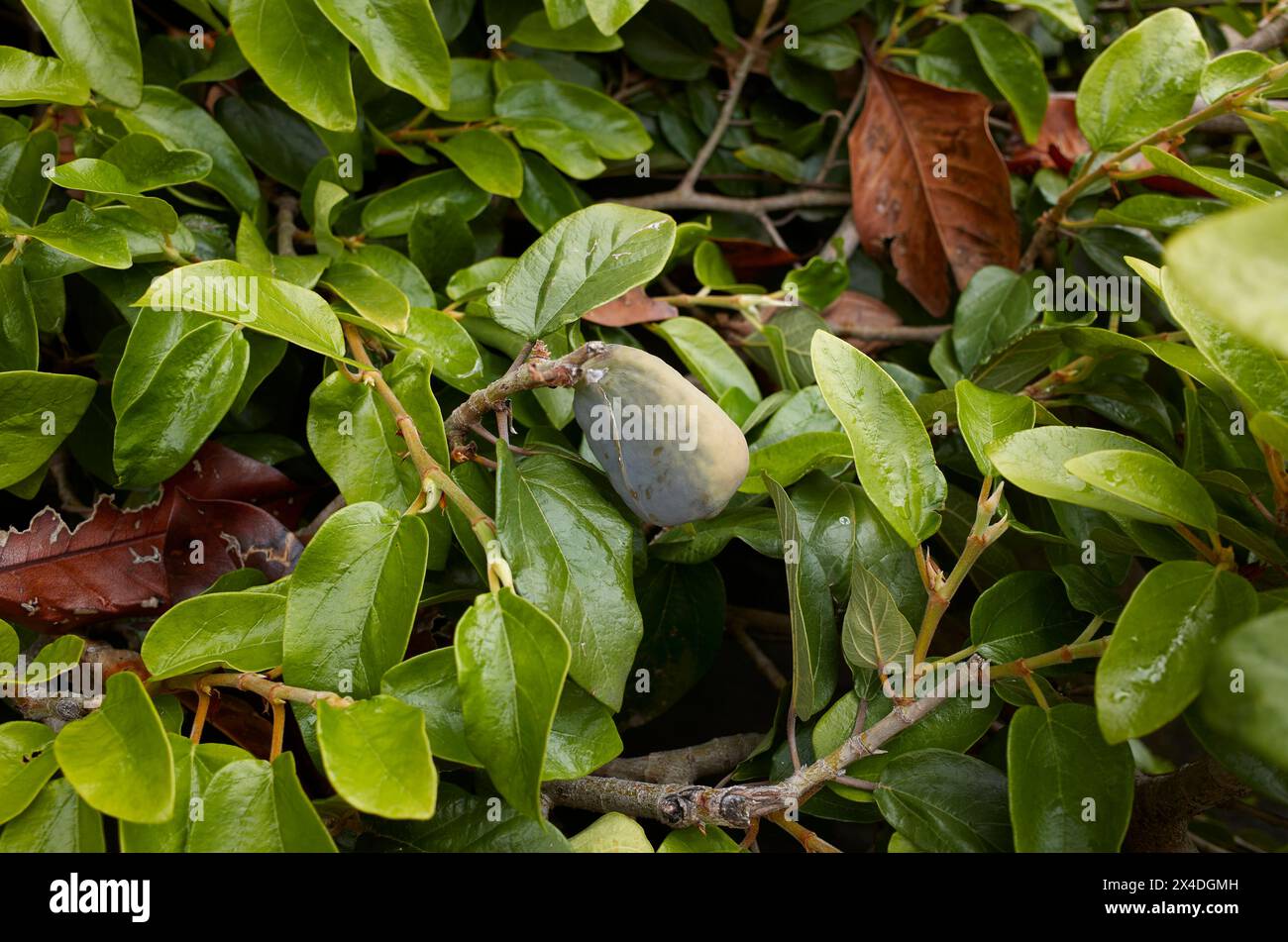 Ficus pumila branch close up with fruit Stock Photo - Alamy