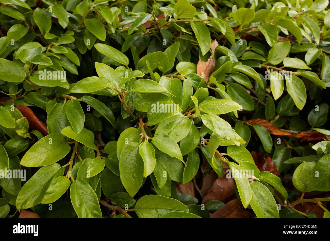 Creeping fig ficus pumila hi-res stock photography and images - Alamy