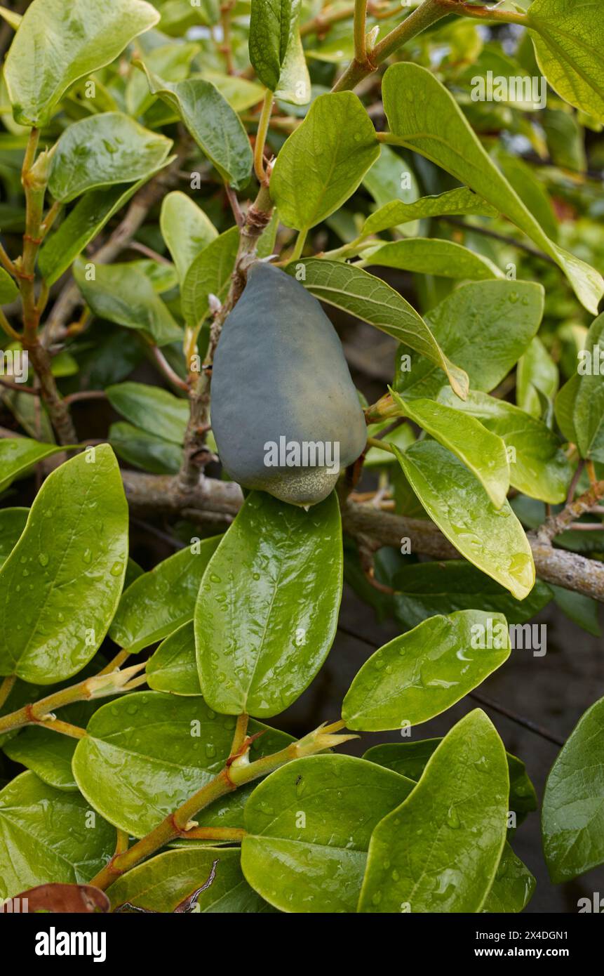 Ficus pumila fruit hi-res stock photography and images - Alamy