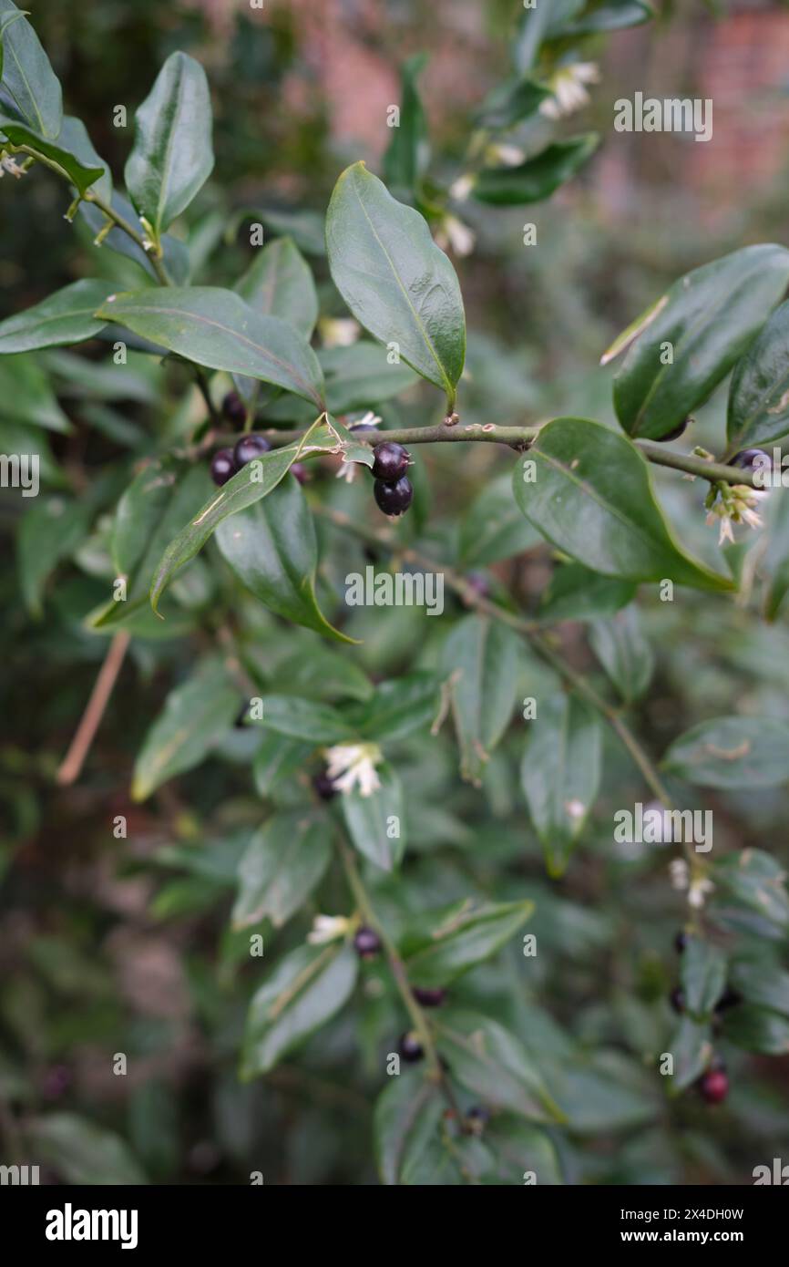 Sweet box sarcococca confusa buxaceae hi-res stock photography and ...