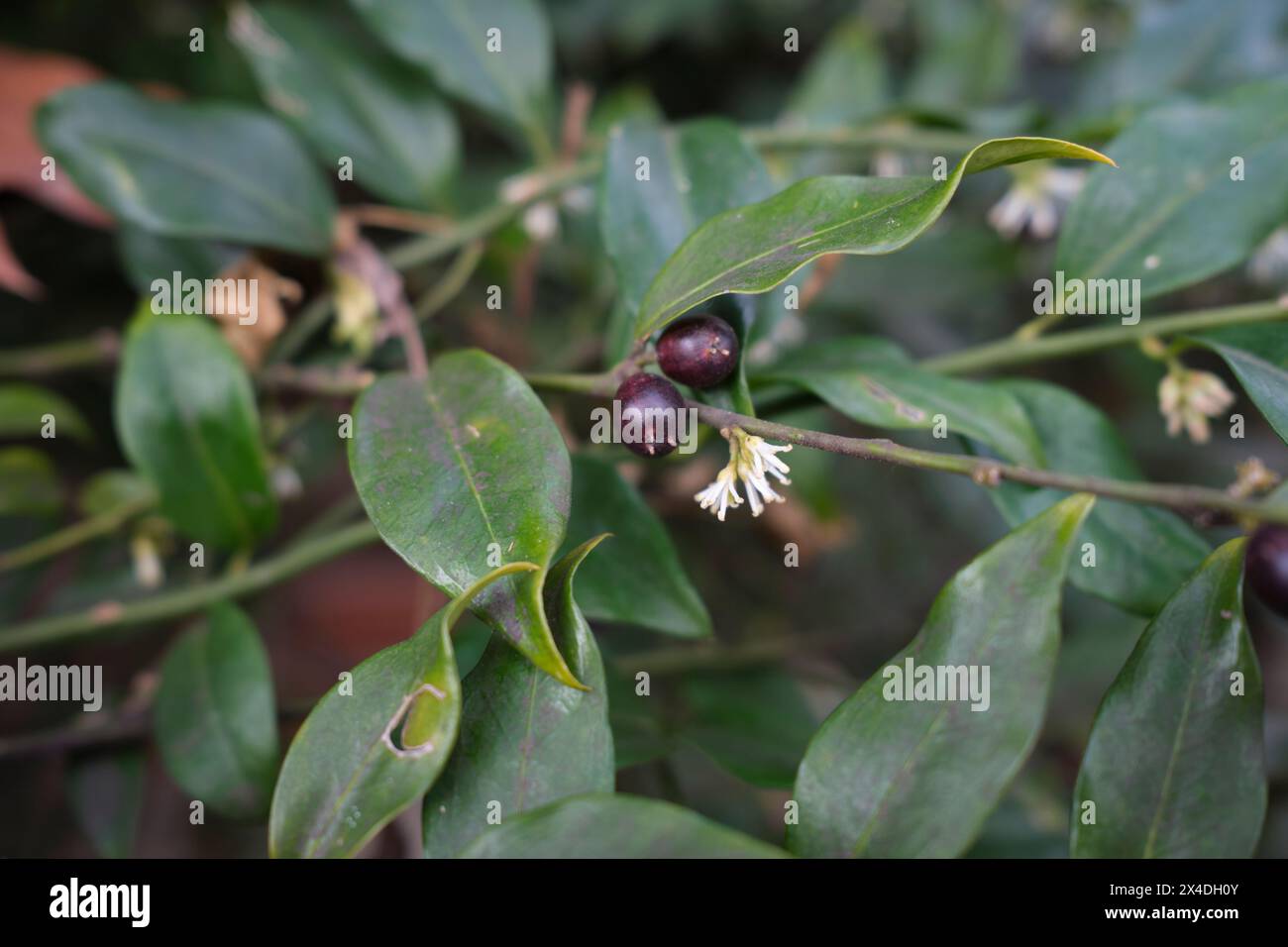 Sarcococca confusa close up Stock Photo - Alamy