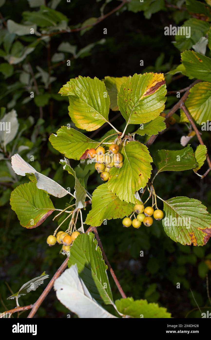 Sorbus aria branch close up Stock Photo - Alamy
