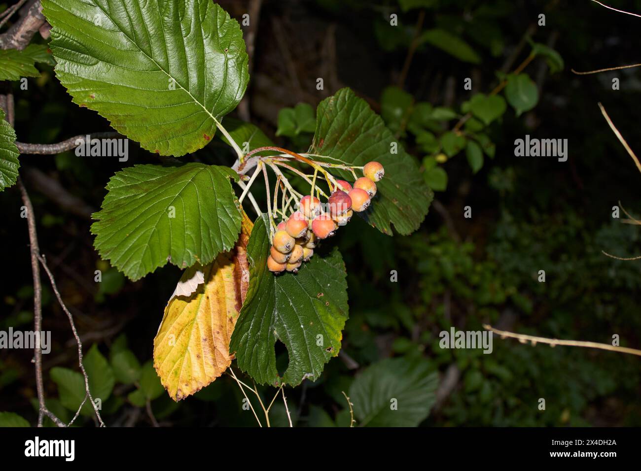 Sorbus aria branch close up Stock Photo - Alamy