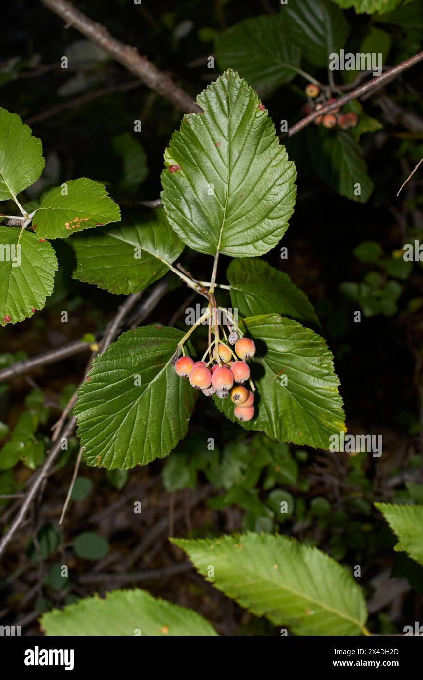Branch of deciduous tree hi-res stock photography and images - Alamy