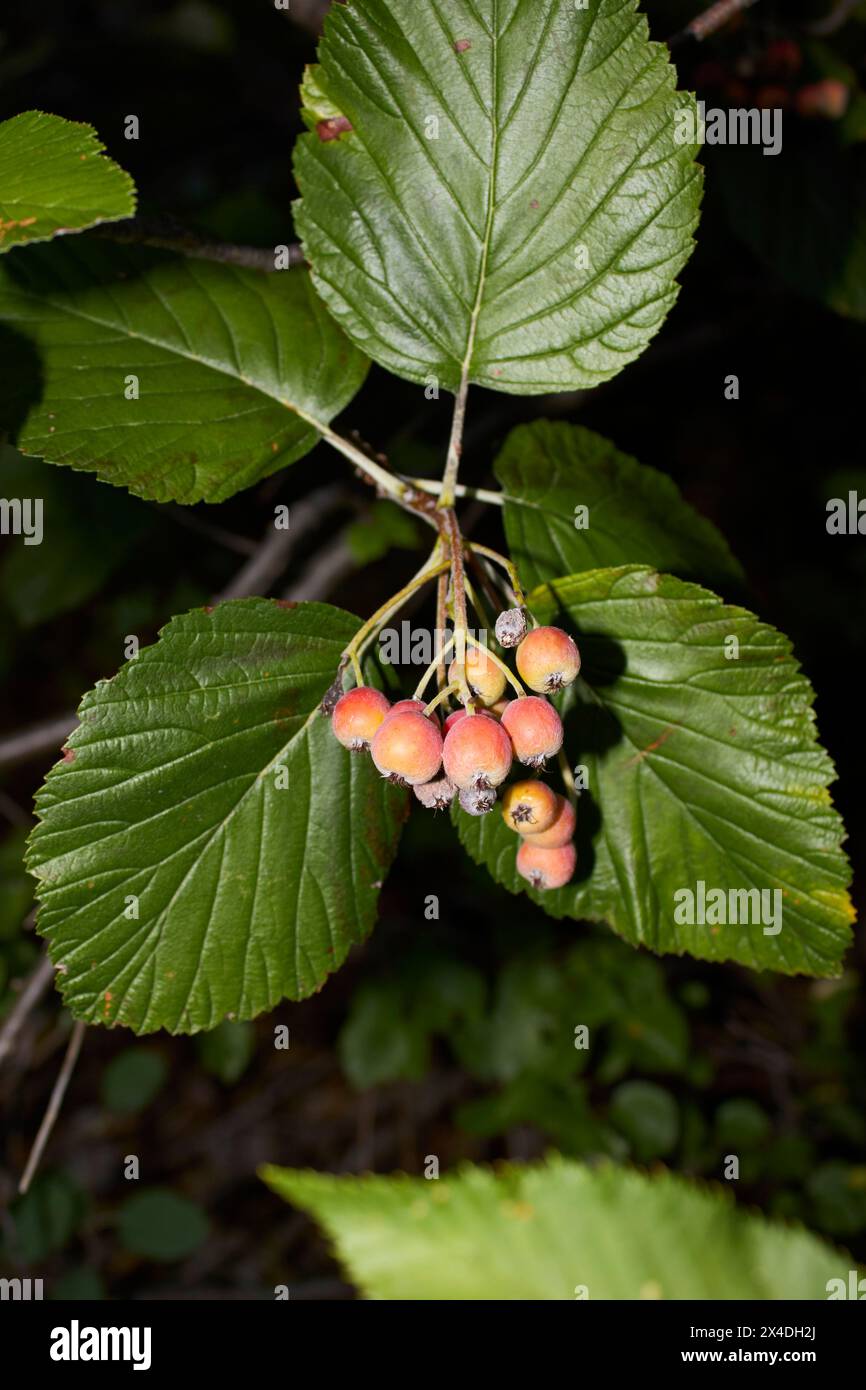 Sorbus aria branch close up Stock Photo - Alamy