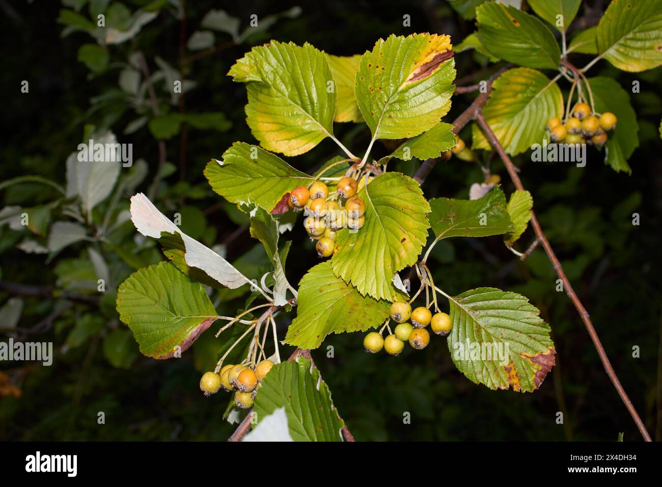 Sorbus aria branch close up Stock Photo - Alamy