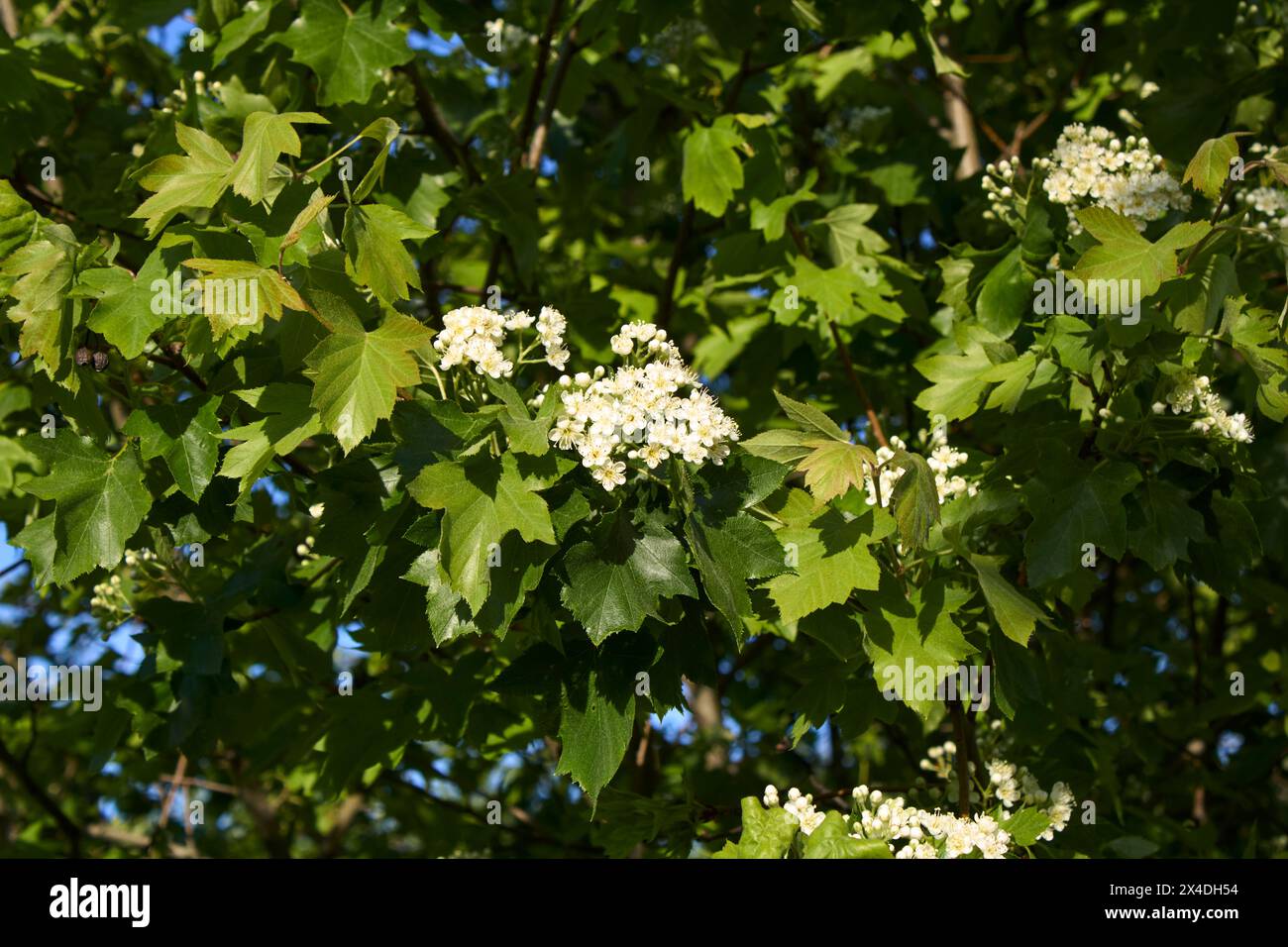 Sorbus torminalis shrub in bloom Stock Photo - Alamy