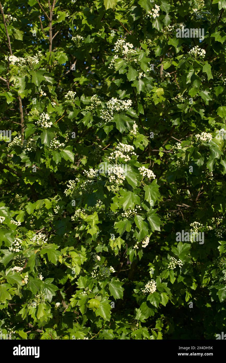 Sorbus torminalis shrub in bloom Stock Photo - Alamy