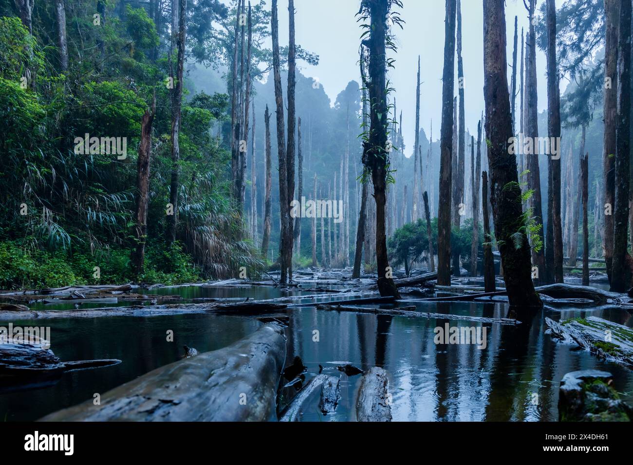 The gradually withering trees immersed in a barrier pond formed by ...