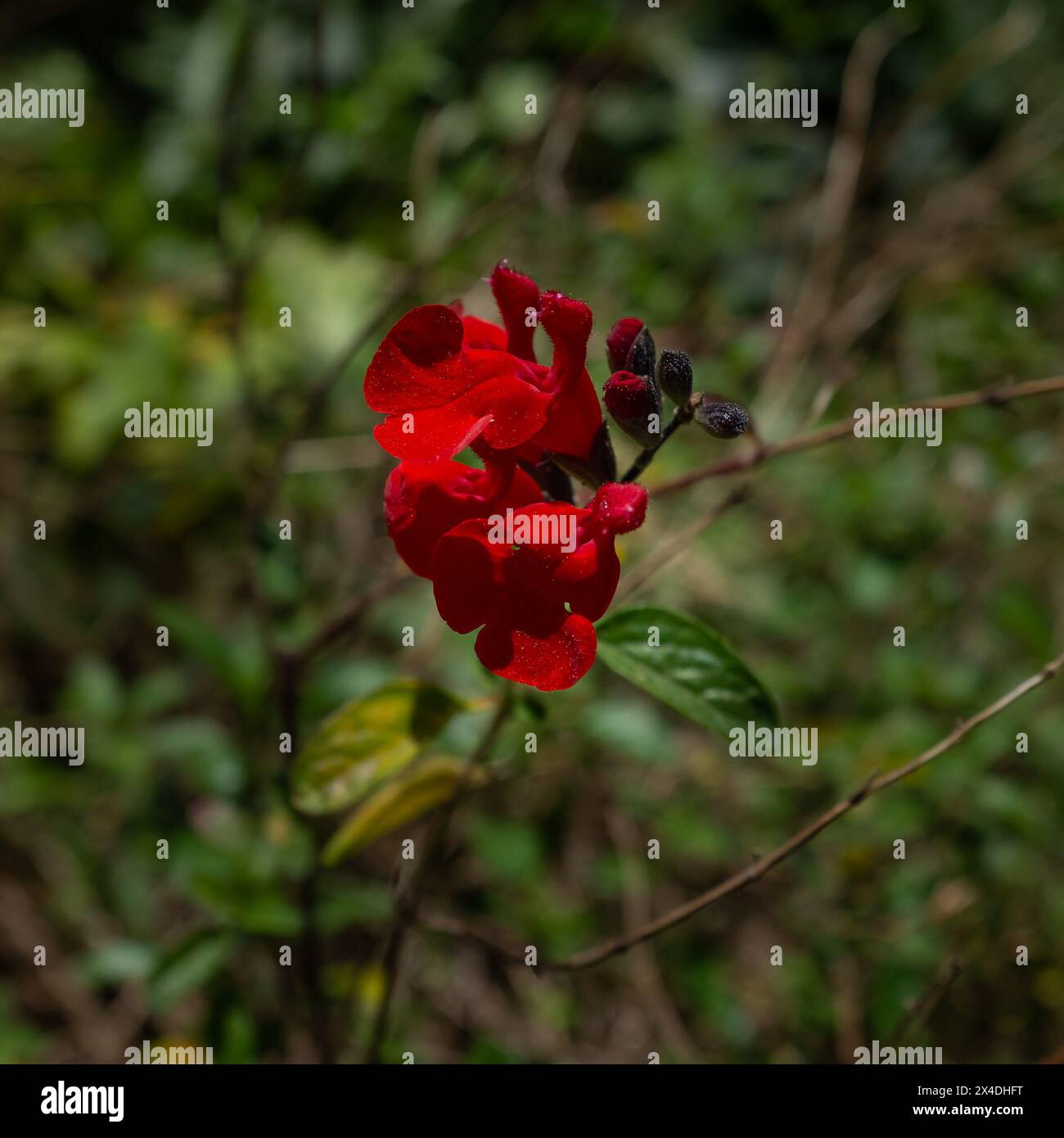 The bright red flowers of a baby sage (Salvia microphylla) blossoming ...