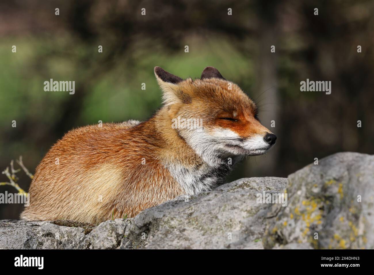 Red fox in spring Stock Photo - Alamy