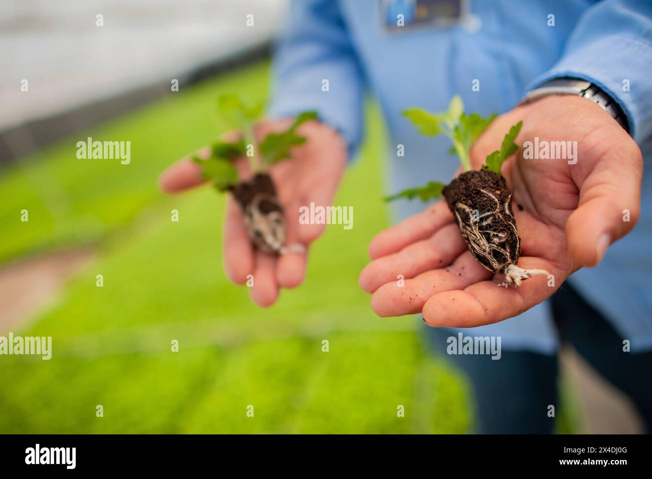 A Colombian farm worker displays chrysanthemum cuttings with a root ...