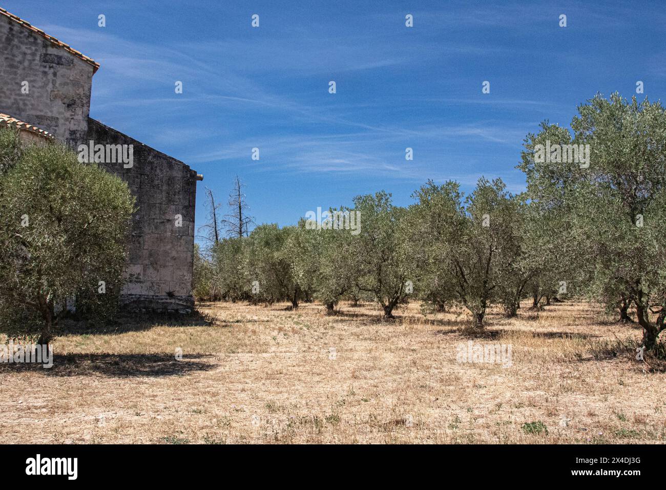 Oil olive 11th century hi-res stock photography and images - Alamy