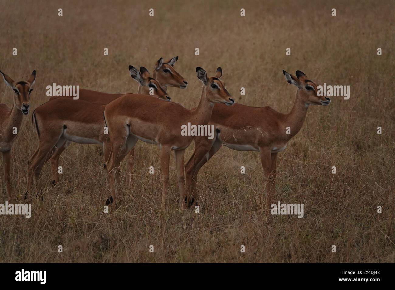Impala aepyceros melampus tail hi-res stock photography and images - Alamy