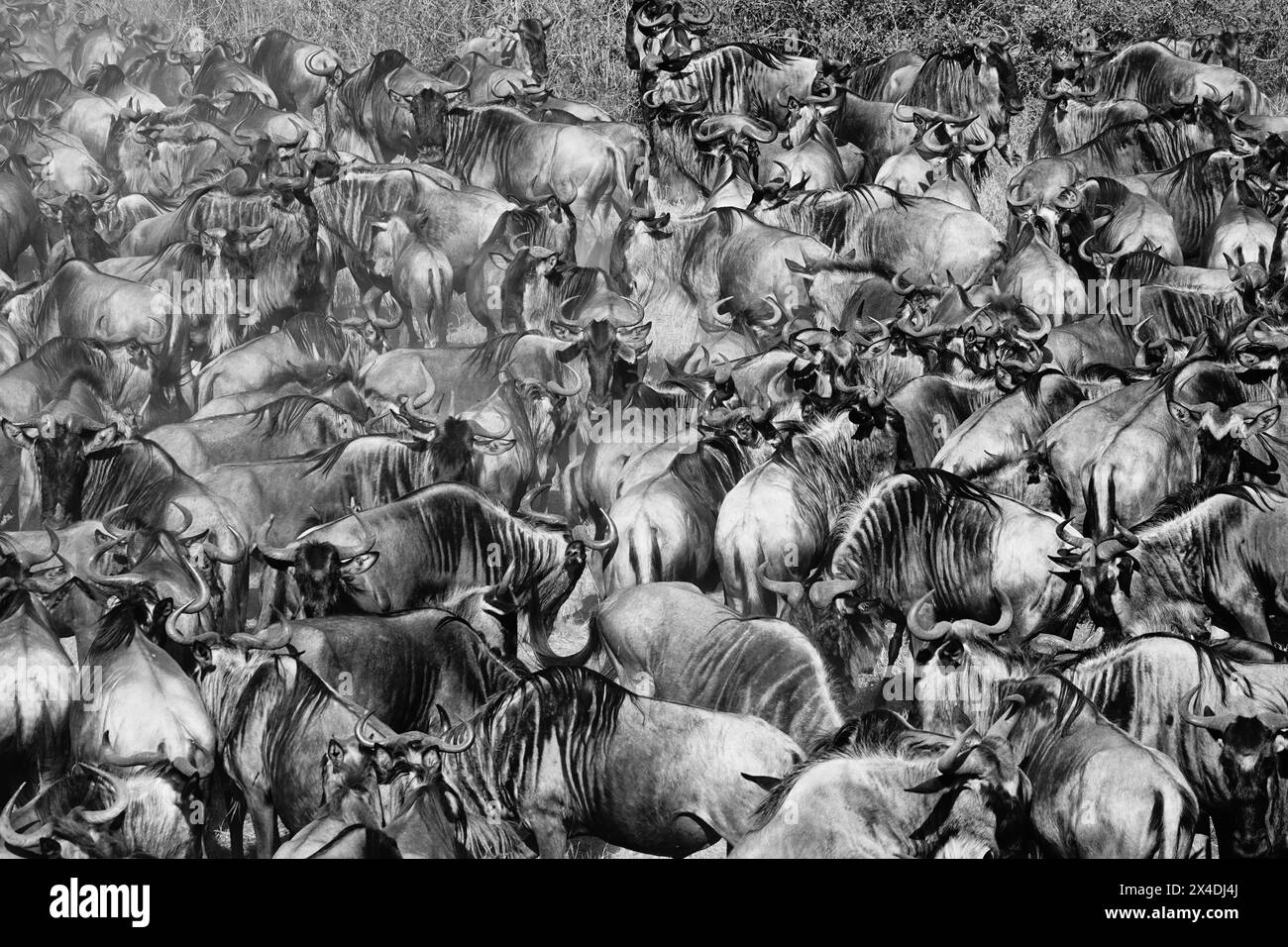 Herd crossing river during migration hi-res stock photography and ...