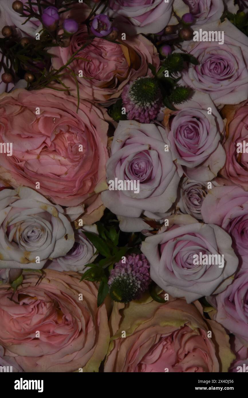 Pétales de roses hi-res stock photography and images - Alamy