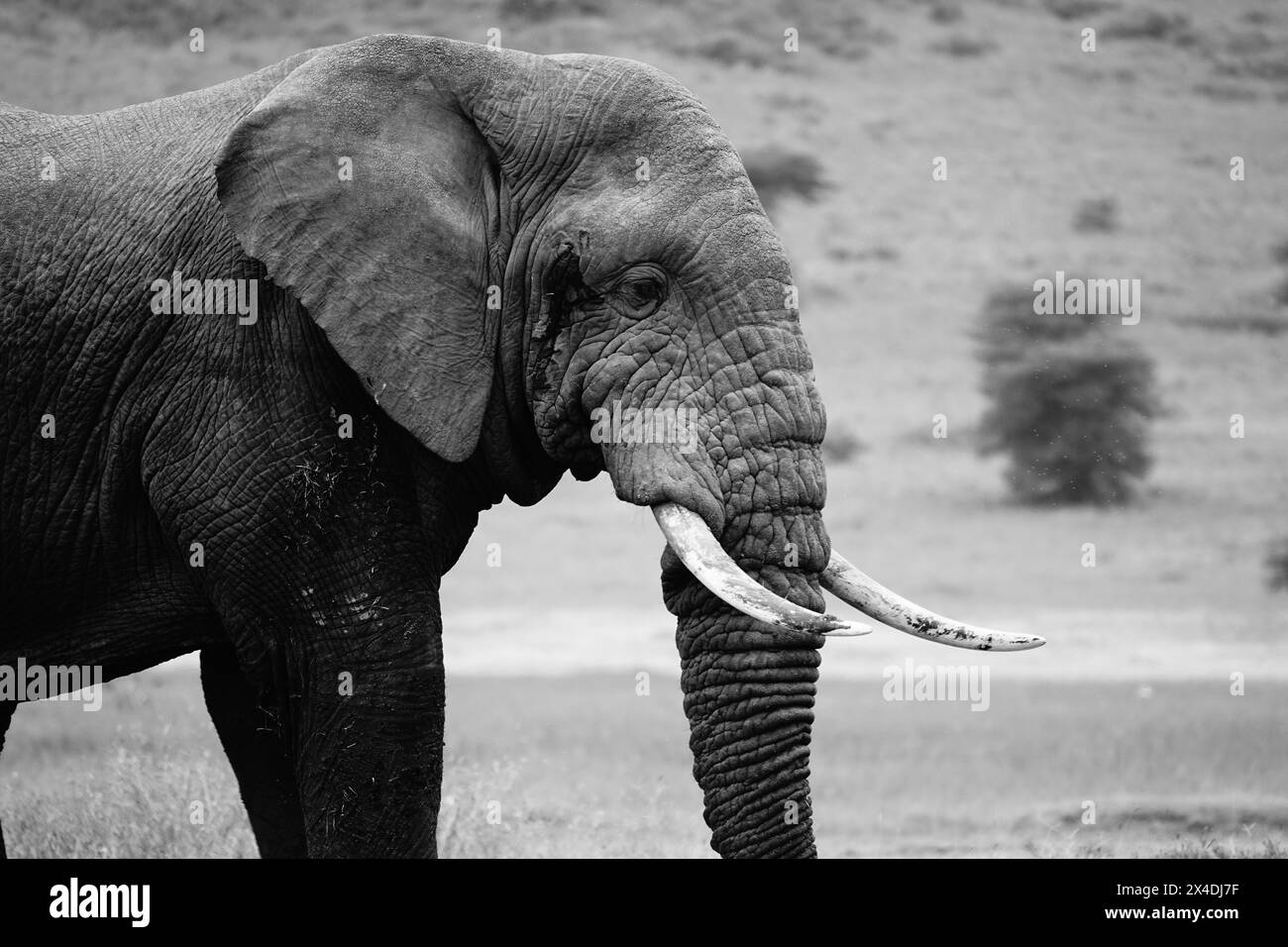 African elephant bull Black and White Stock Photos & Images - Alamy