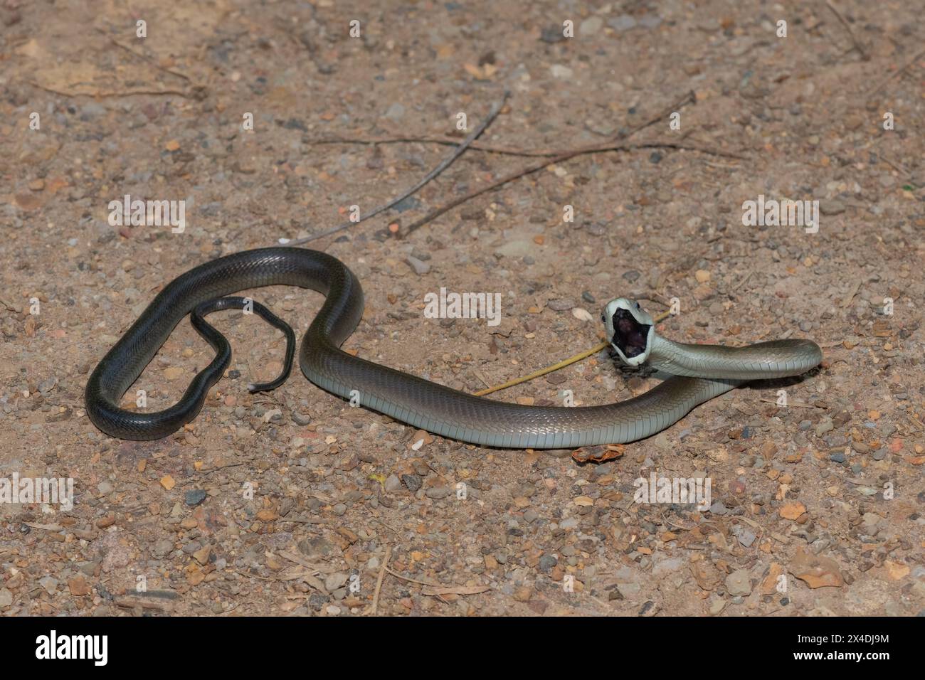 A beautiful black mamba (Dendroaspis polylepis) displaying its ...