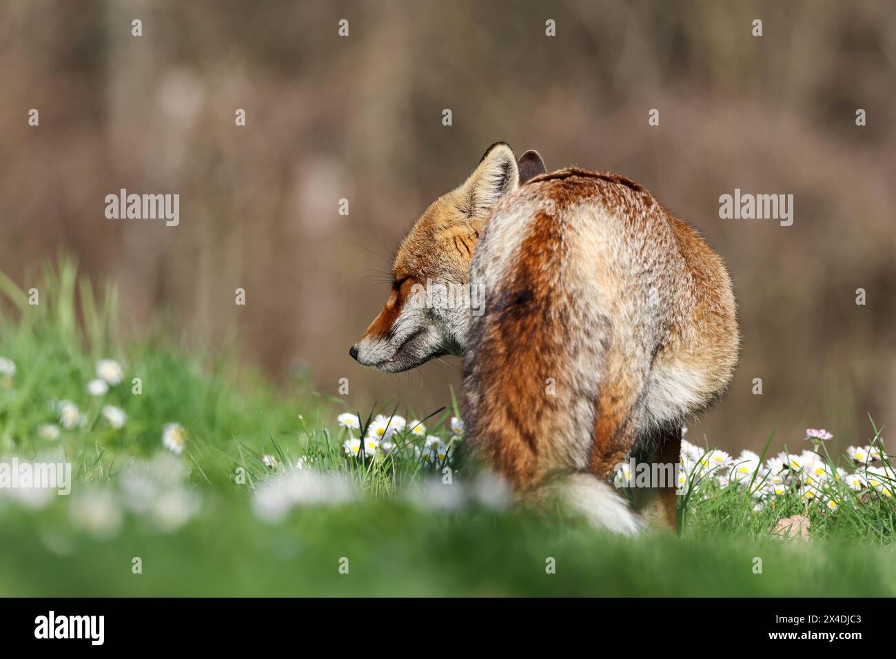 Red fox in spring Stock Photo - Alamy