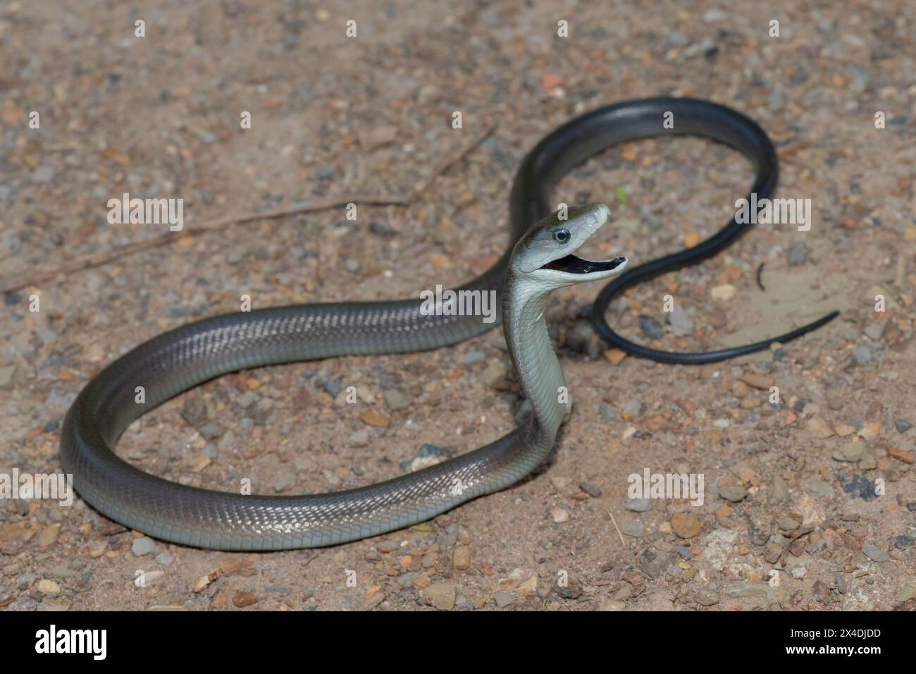 A beautiful black mamba (Dendroaspis polylepis) displaying its ...
