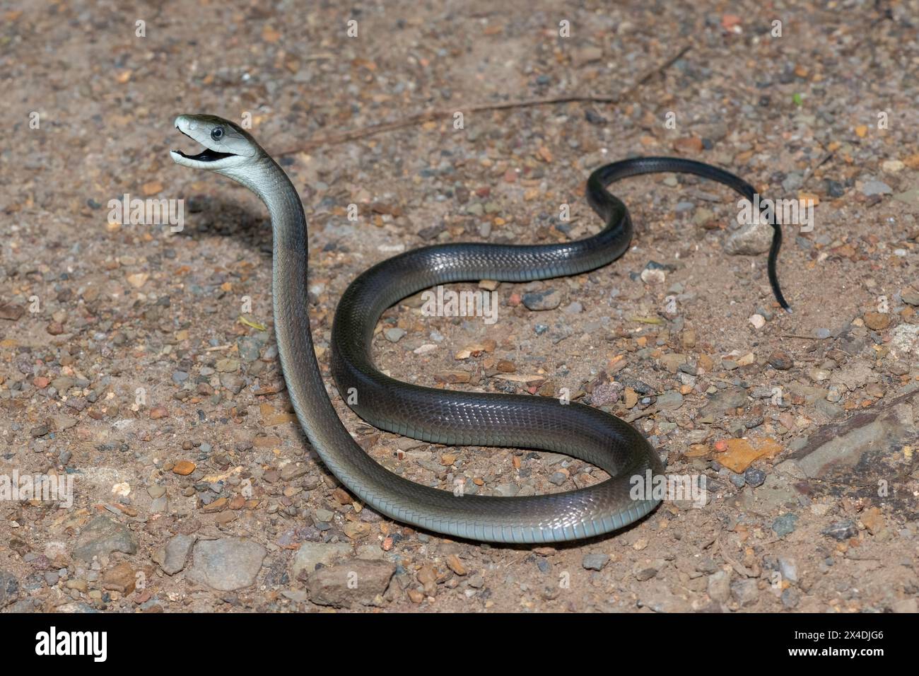 A beautiful black mamba (Dendroaspis polylepis) displaying its ...