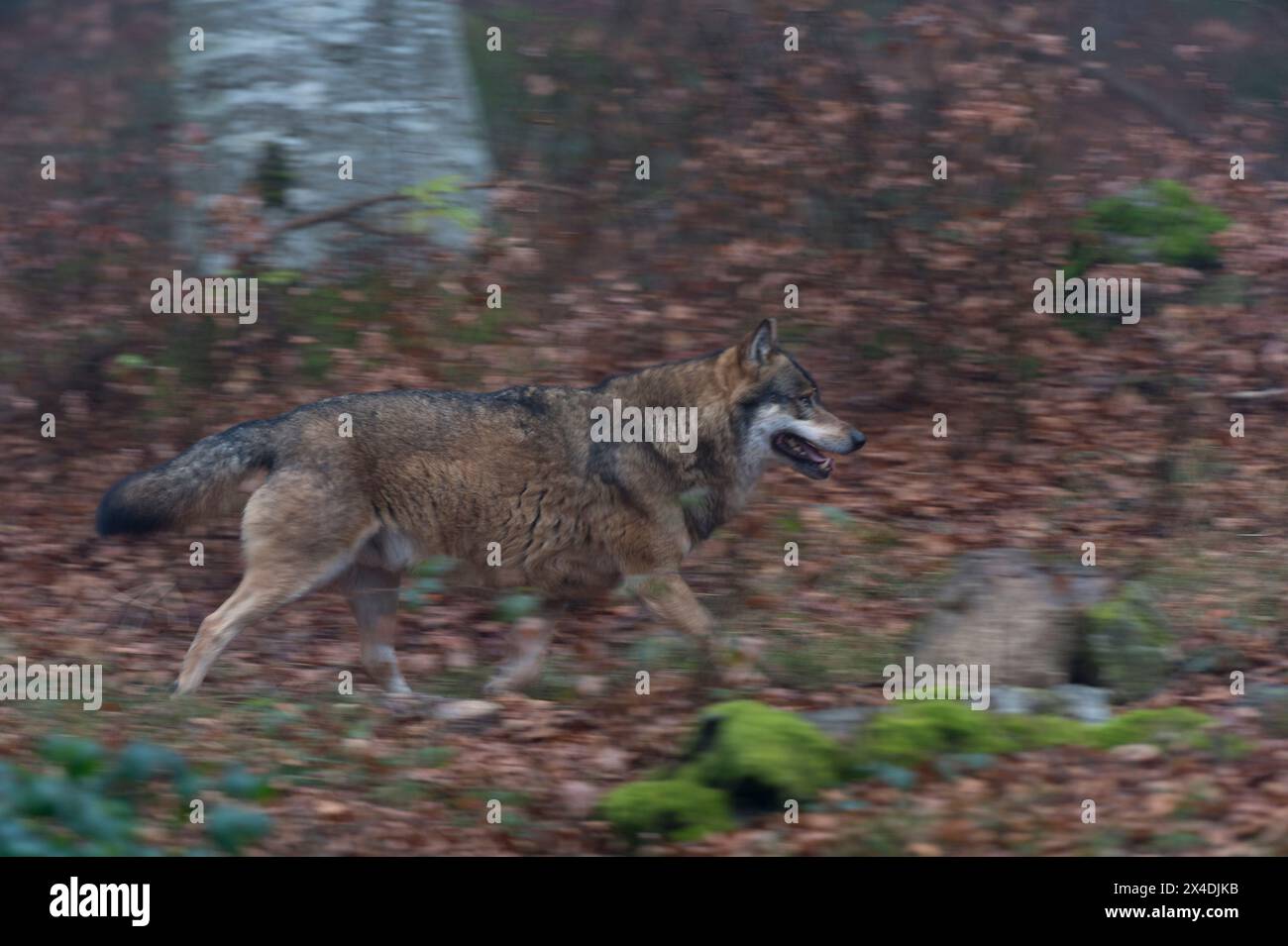 A gray wolf, Canis lupus, running. Bayerischer Wald National Park has a ...