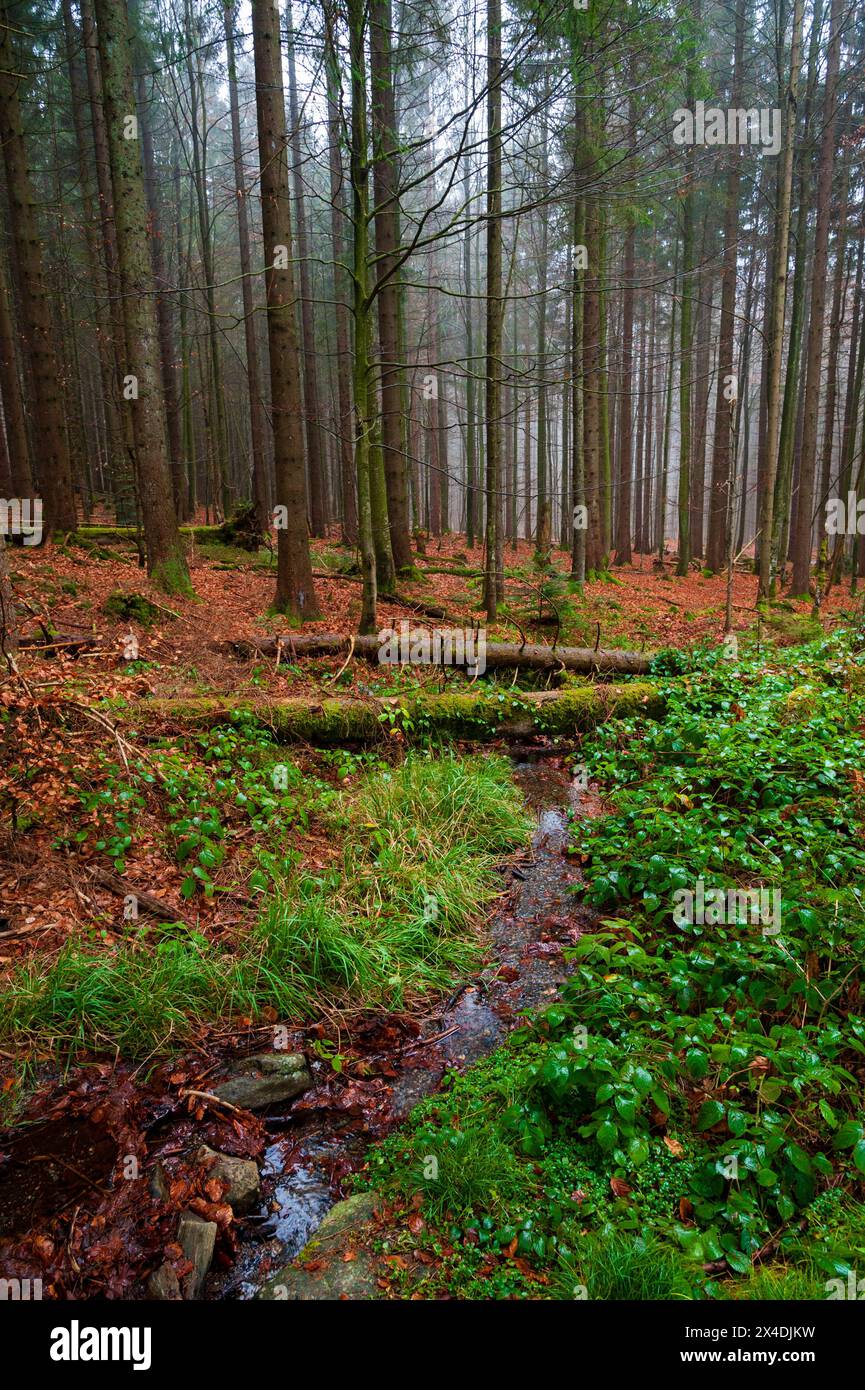 Bavarian forest nationalpark hi-res stock photography and images - Alamy