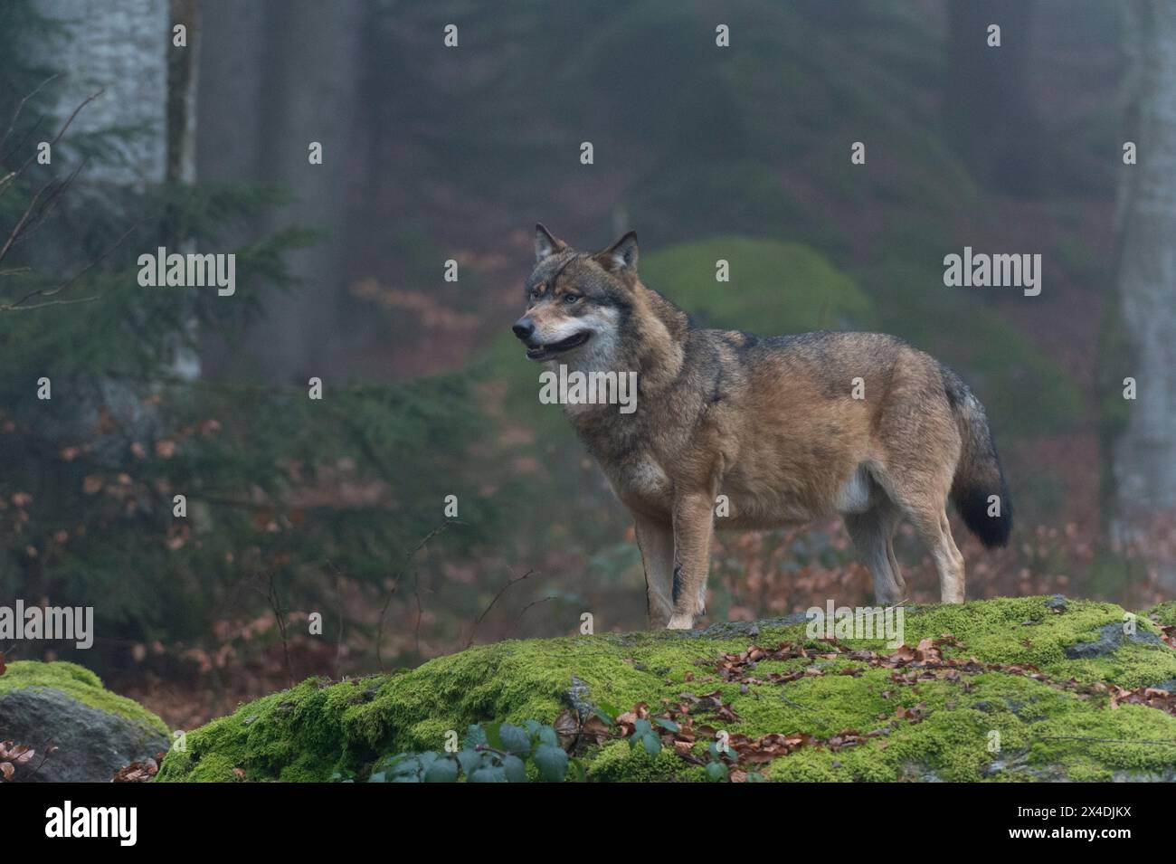 Portrait of a gray wolf, Canis lupus, on a mossy boulder in a foggy ...