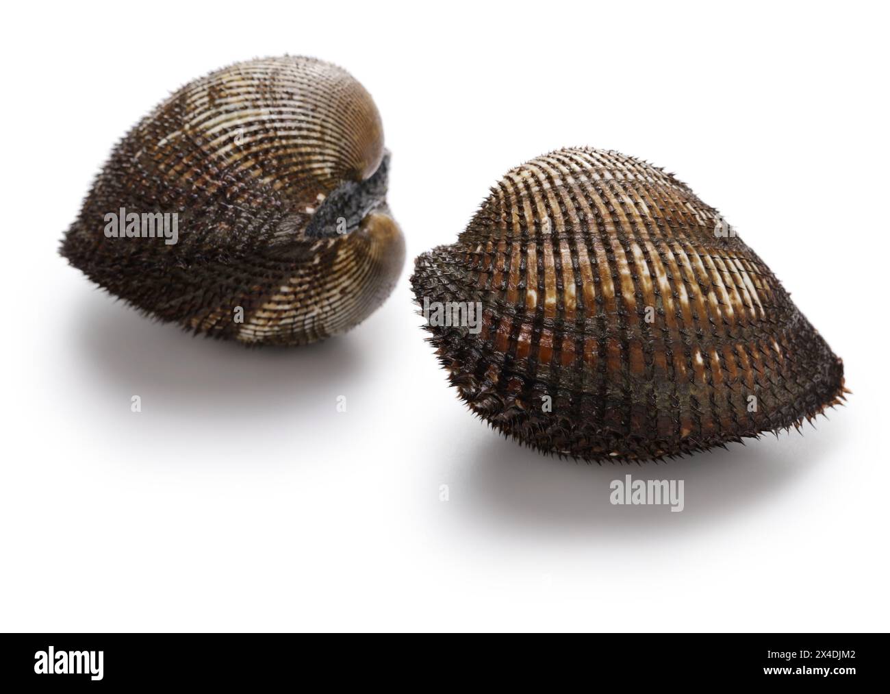 Clam isolated hi-res stock photography and images - Alamy