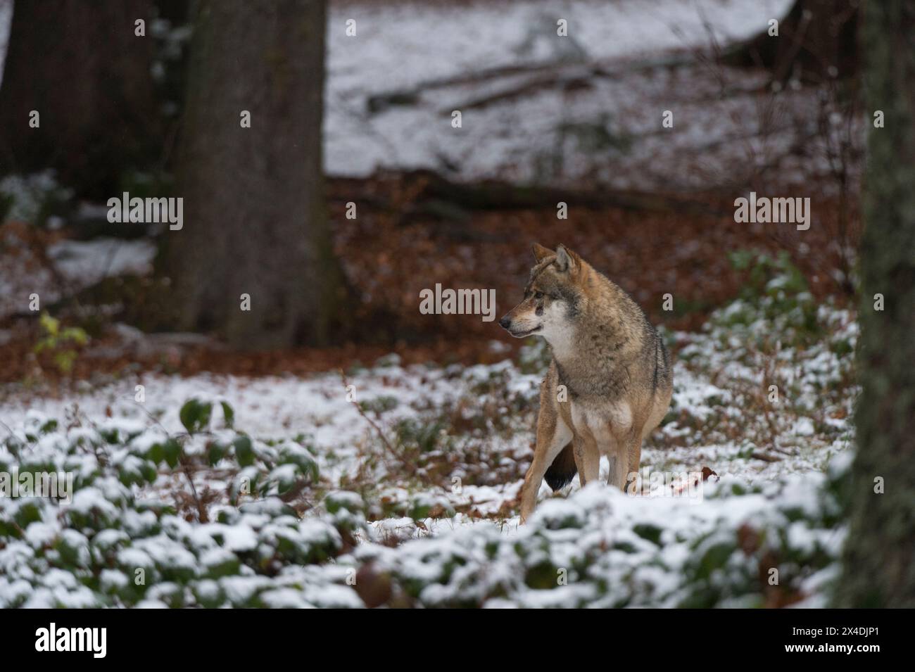 A gray wolf, Canis lupus, in a snowy forest. Bayerischer Wald National ...