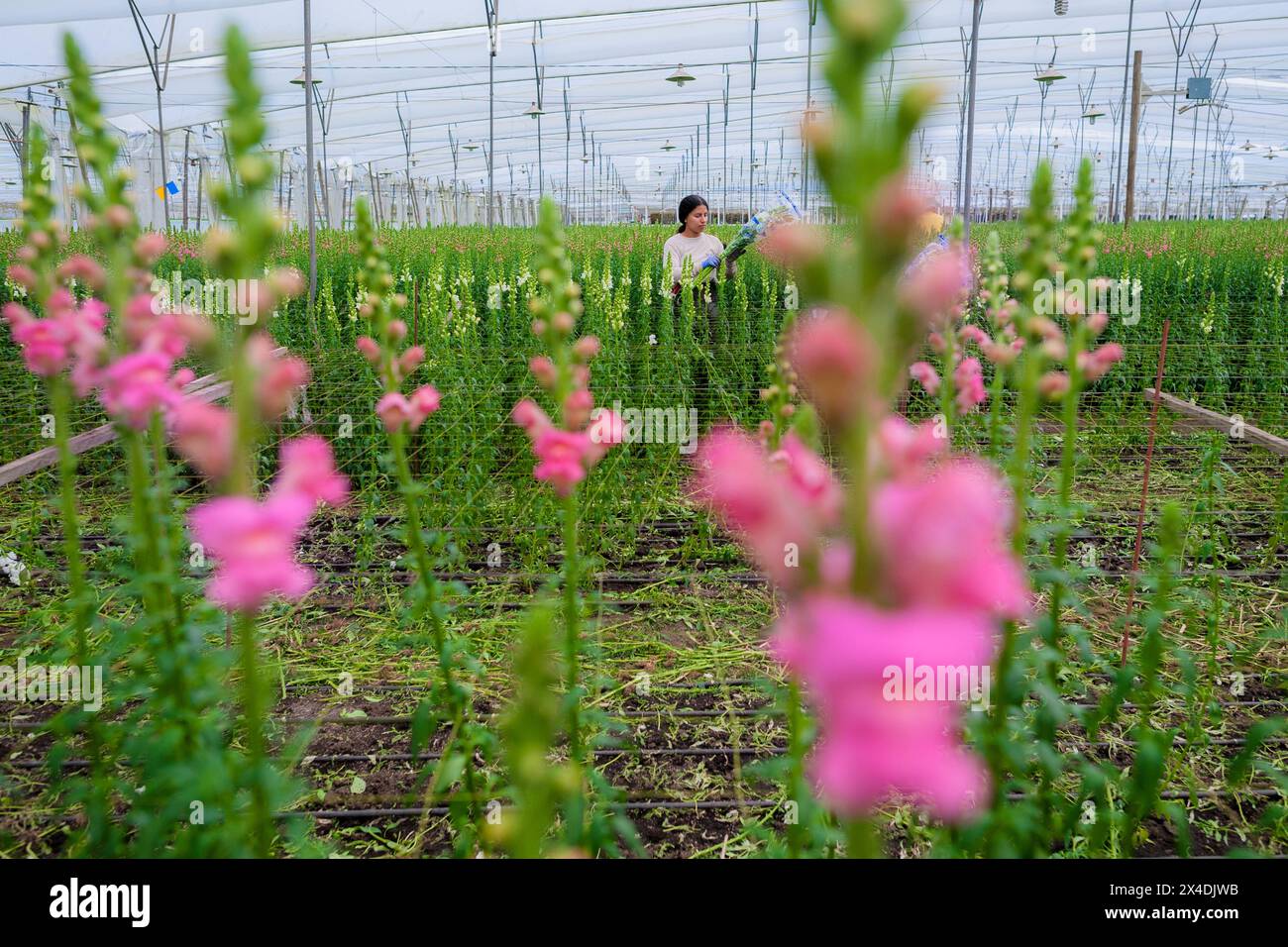 Worker harvests flowers farm hi-res stock photography and images - Alamy
