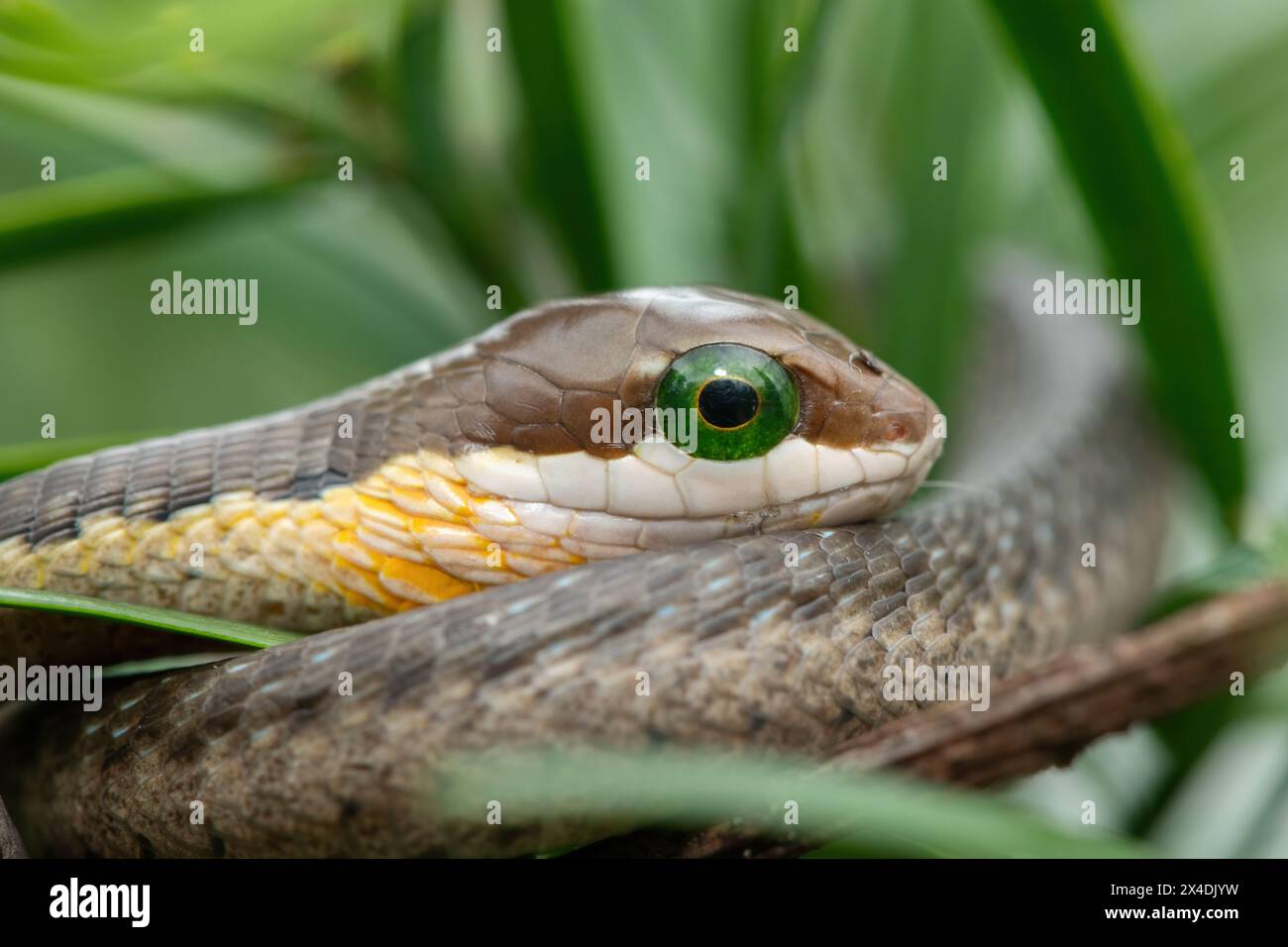 A beautiful juvenile boomslang (Dispholidus typus), also known as a ...