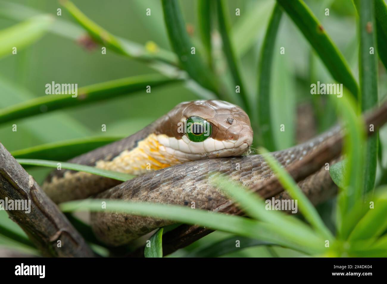 A beautiful juvenile boomslang (Dispholidus typus), also known as a ...