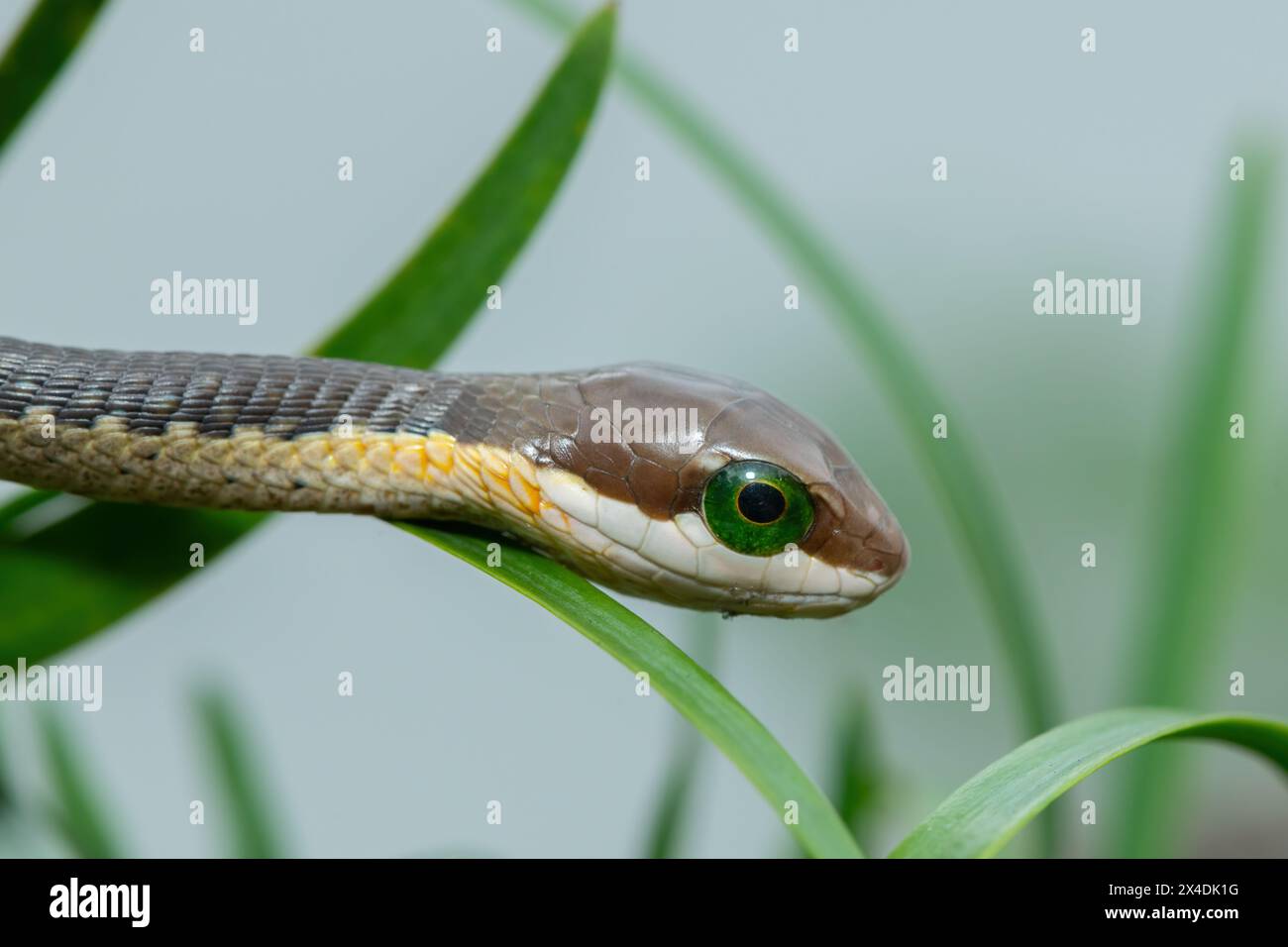 A beautiful juvenile boomslang (Dispholidus typus), also known as a ...