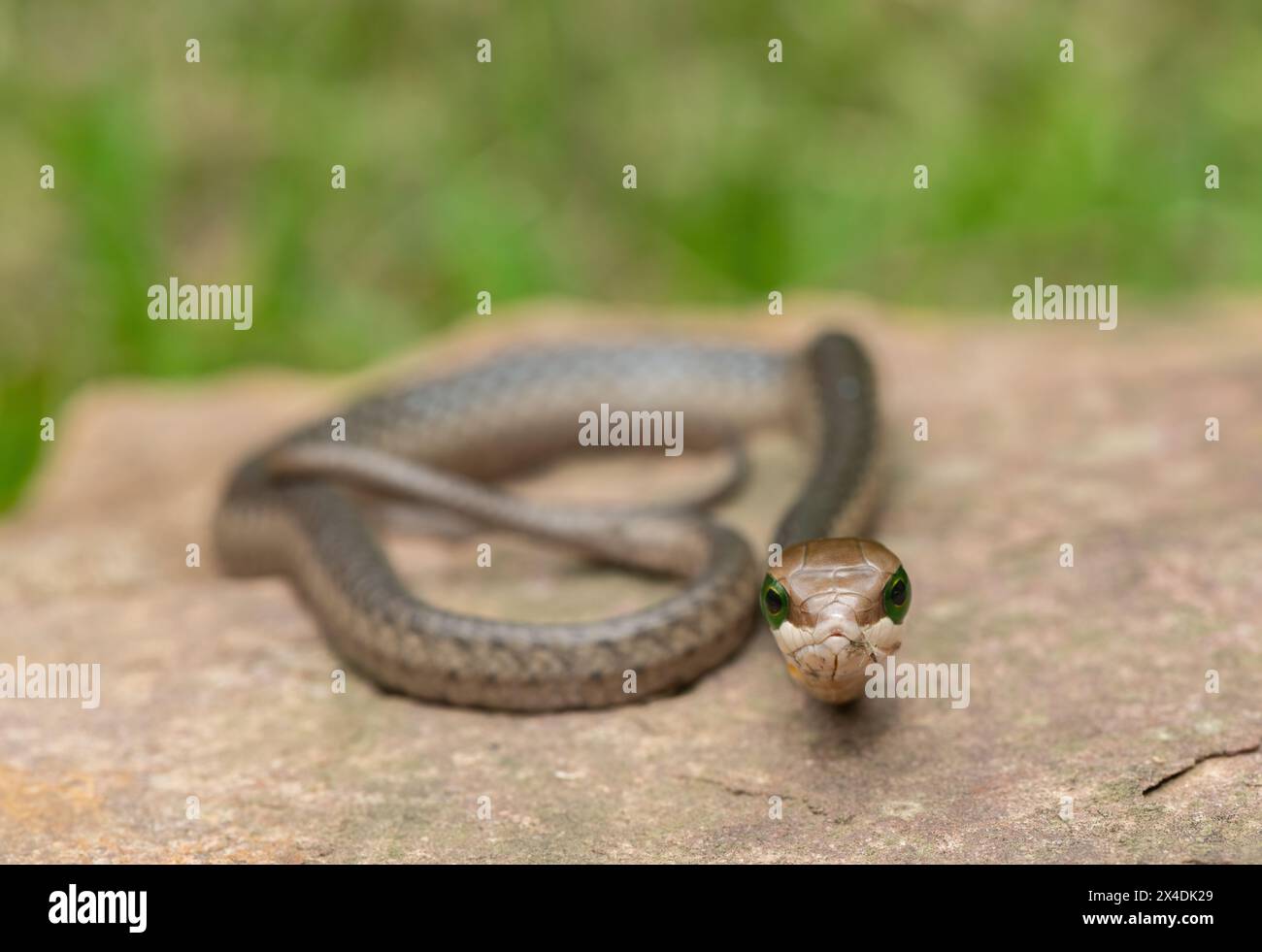 Close-up of a highly venomous boomslang (Dispholidus typus), also known ...