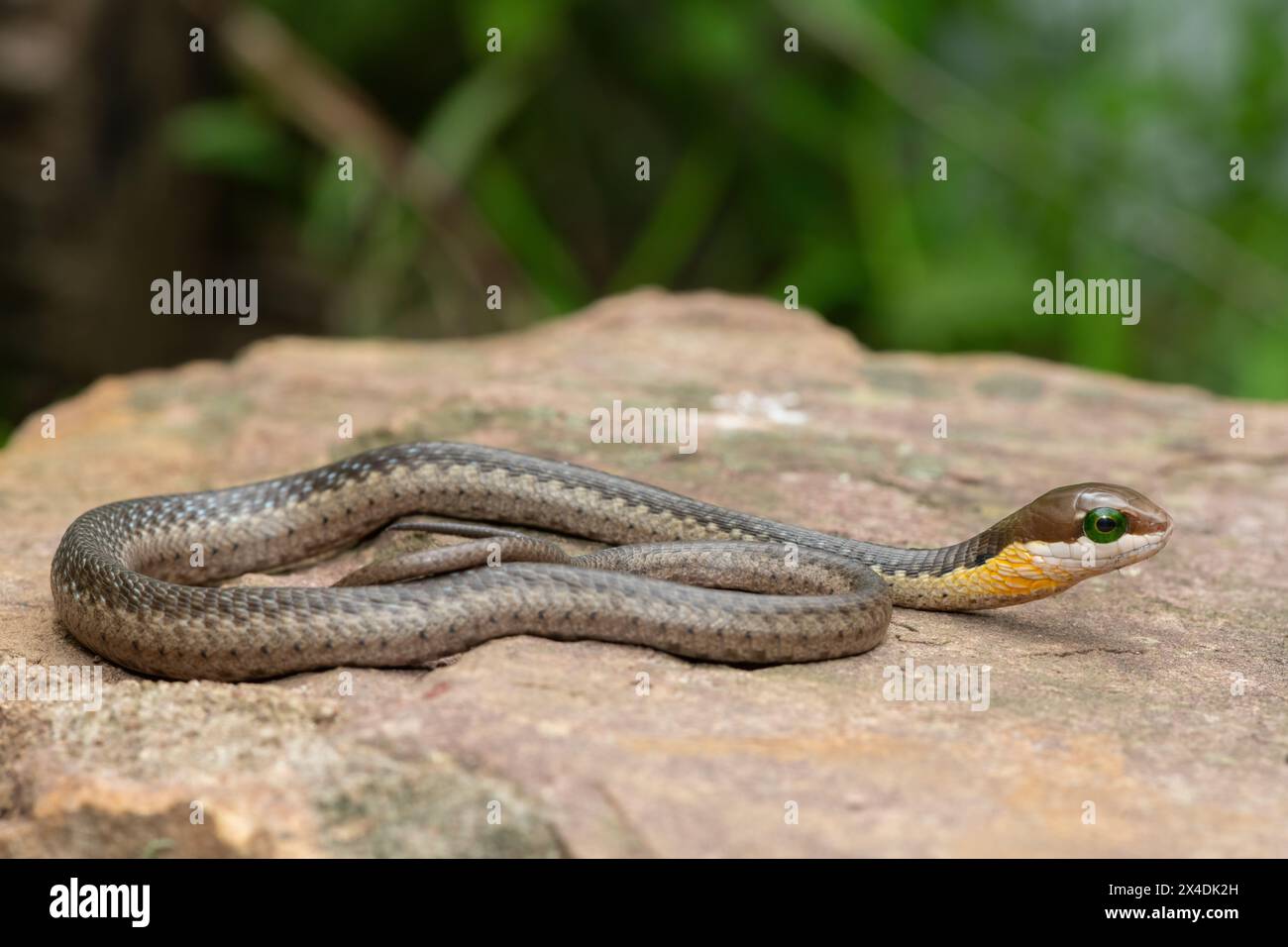Close-up of a highly venomous boomslang (Dispholidus typus), also known ...