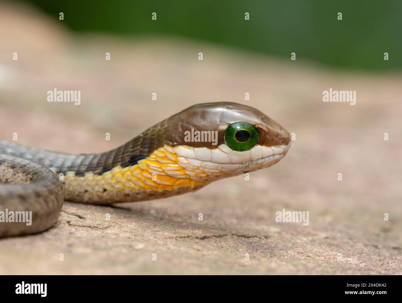 Close-up of a highly venomous boomslang (Dispholidus typus), also known ...