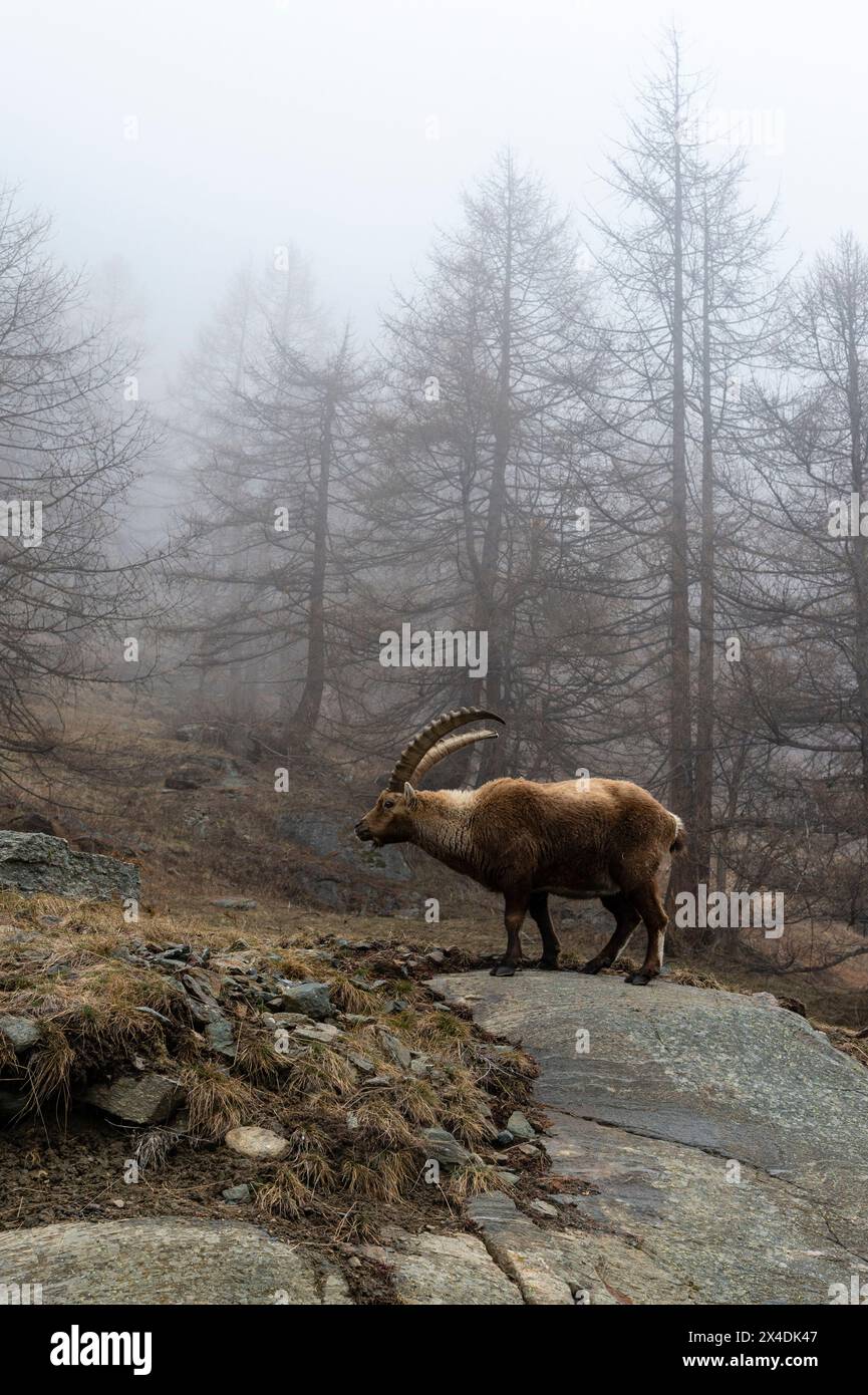 An alpine ibex, Capra ibex, on a rock on a foggy day. Aosta ...