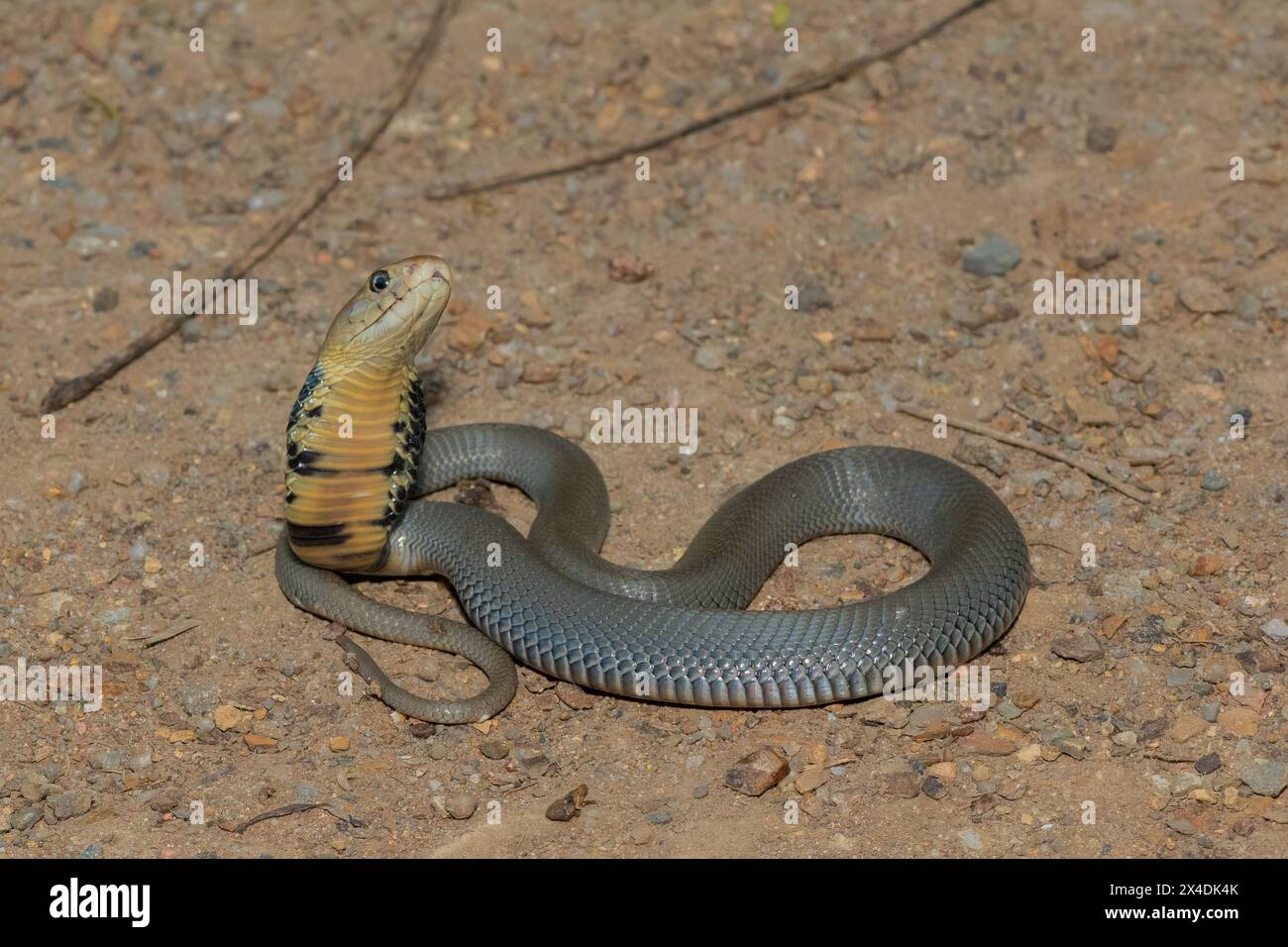 A juvenile Mozambique Spitting Cobra (Naja mossambica) displaying ...