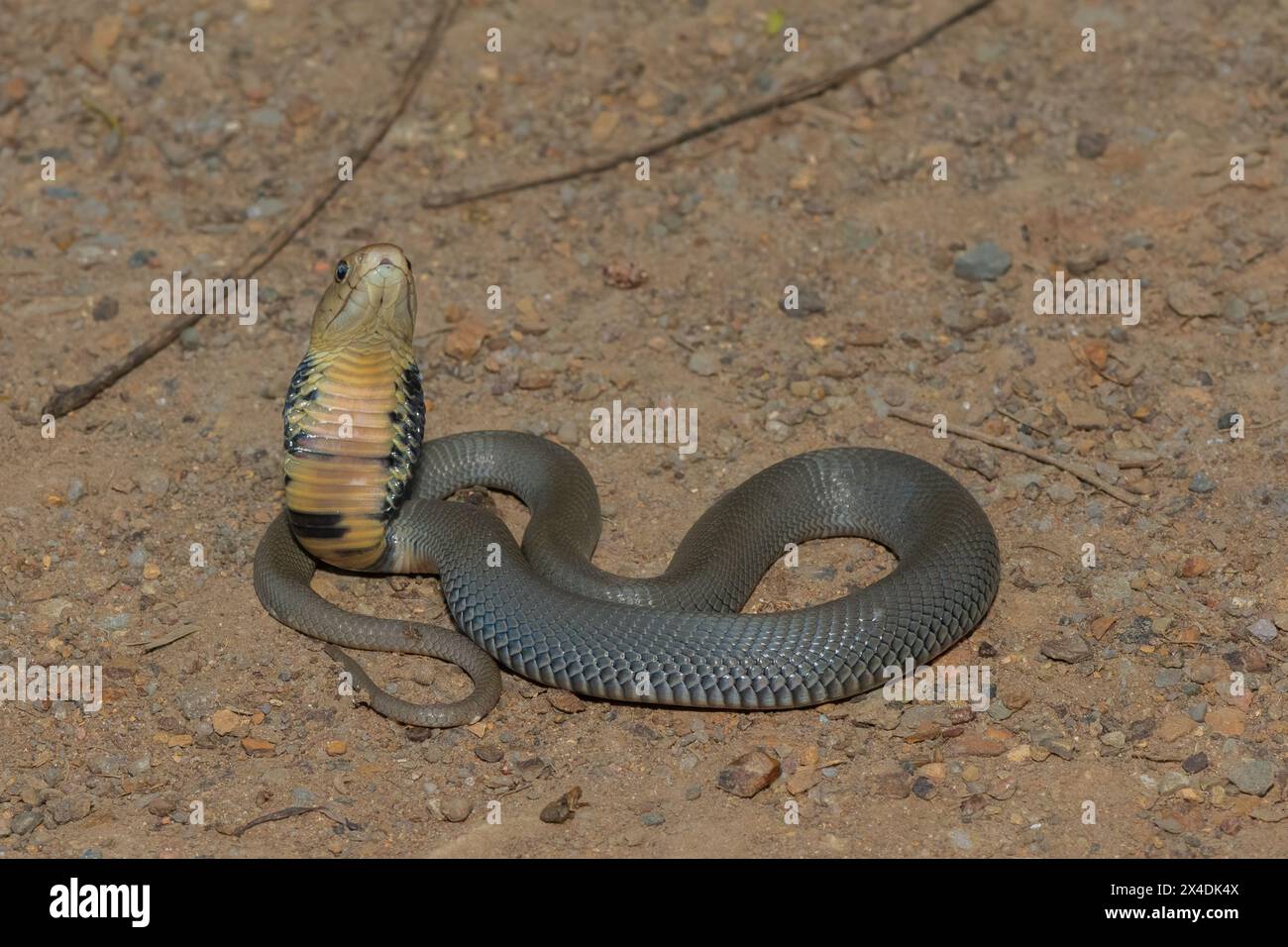 A juvenile Mozambique Spitting Cobra (Naja mossambica) displaying ...