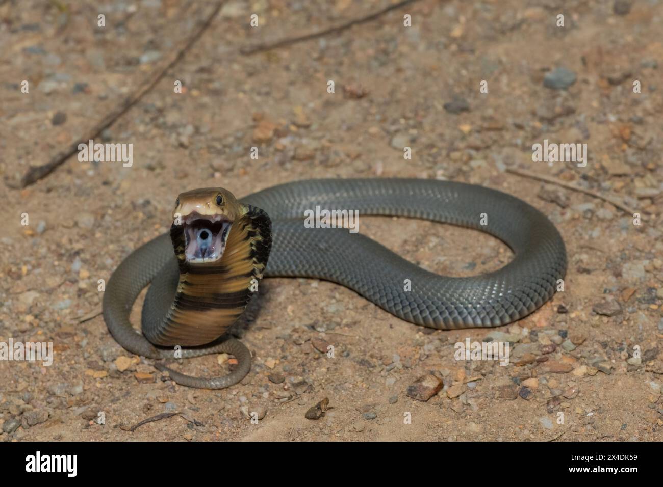 A juvenile Mozambique Spitting Cobra (Naja mossambica) displaying ...