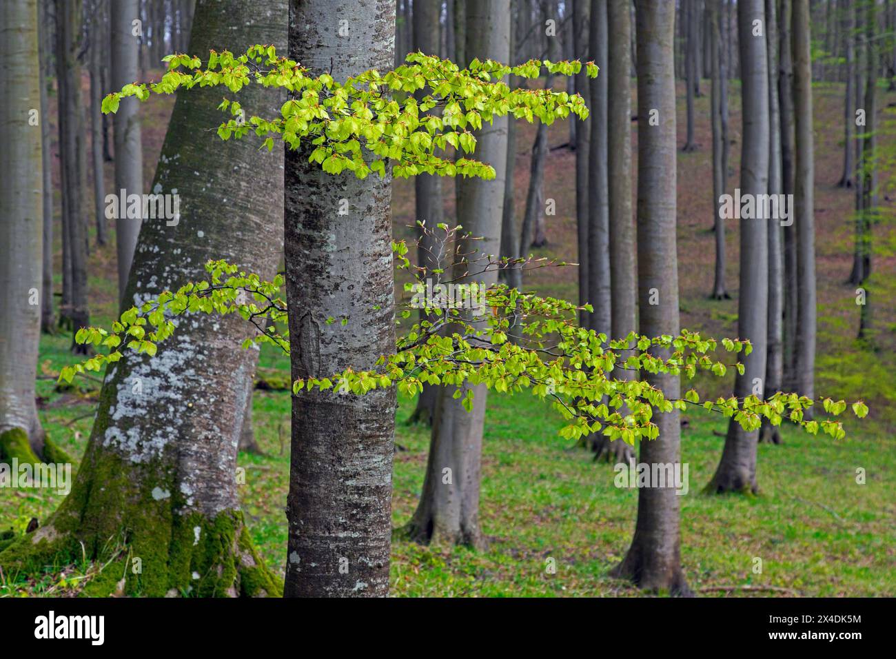 Tree trunks of European beech trees and twigs with fresh budding leaves ...
