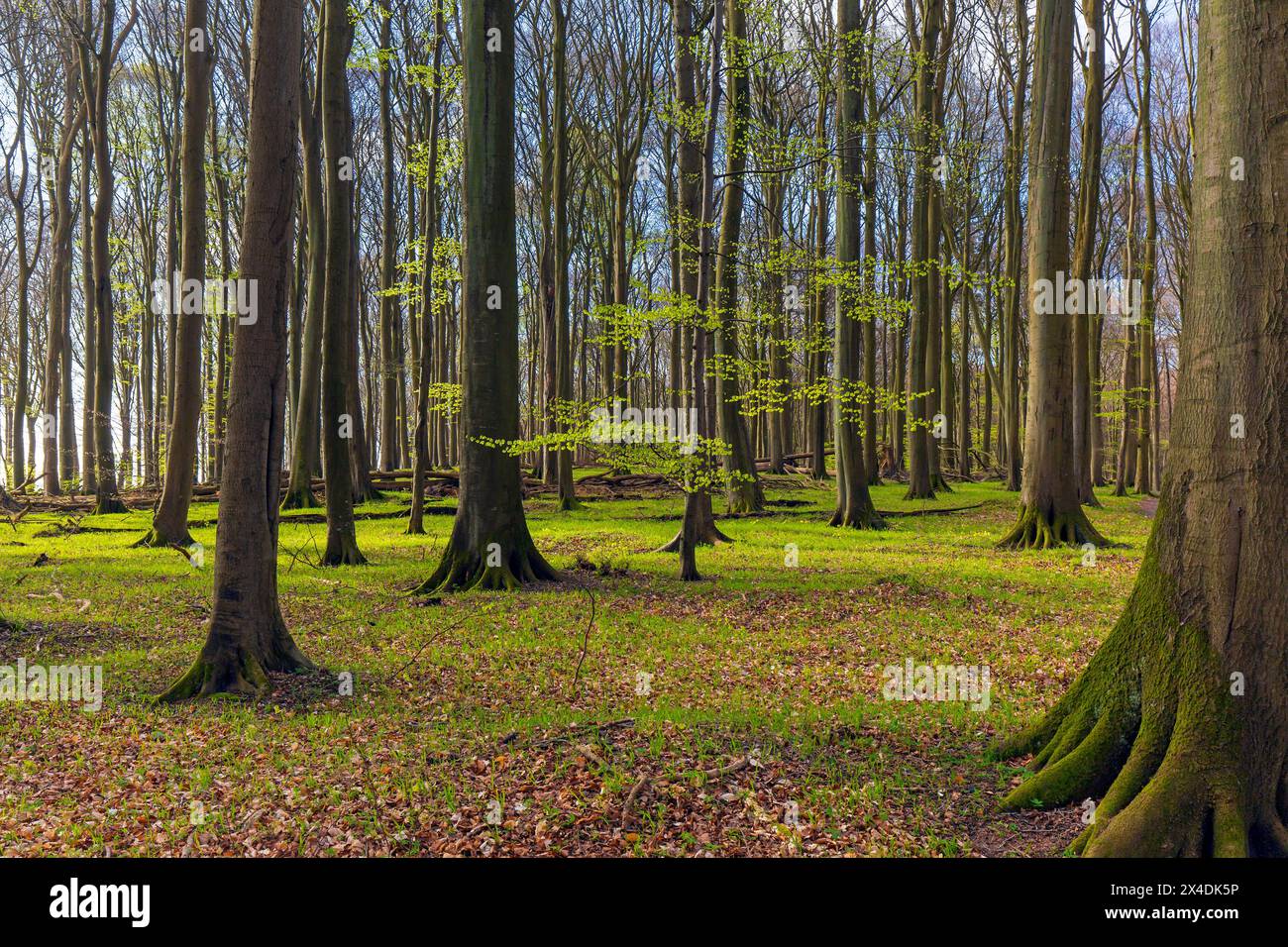 Tree trunks of European beech trees and twigs with fresh budding leaves ...