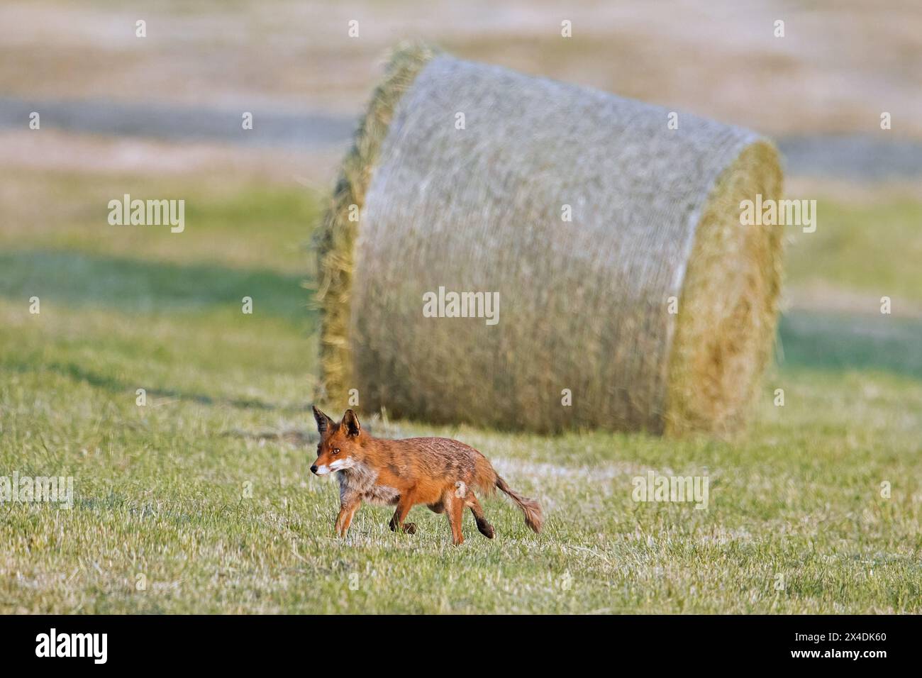 Red fox (Vulpes vulpes) showing early stage of mange infection, hunting ...