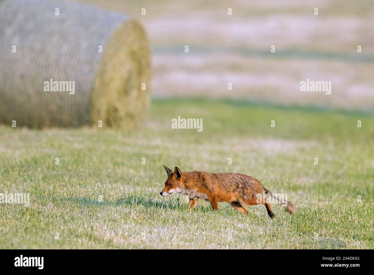 Red fox (Vulpes vulpes) showing early stage of mange infection, hunting in freshly mowed meadow ...