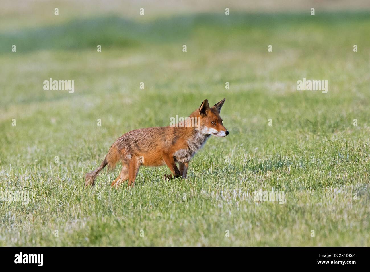 Fox mange hi-res stock photography and images - Alamy