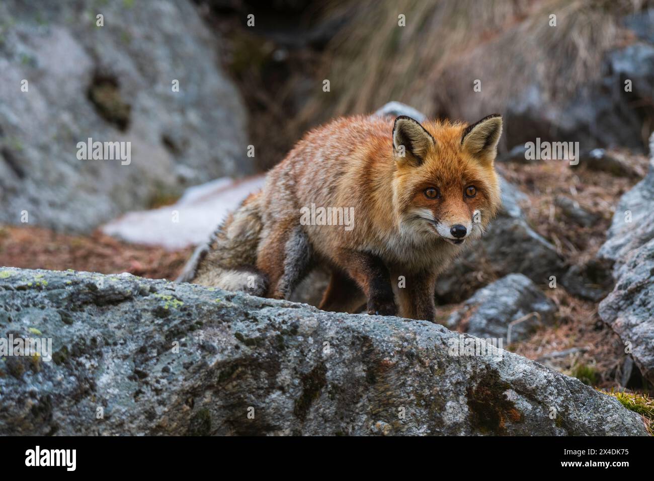 A red fox, Vulpes vulpes, walking on a rock. Aosta, Valsavarenche, Gran ...