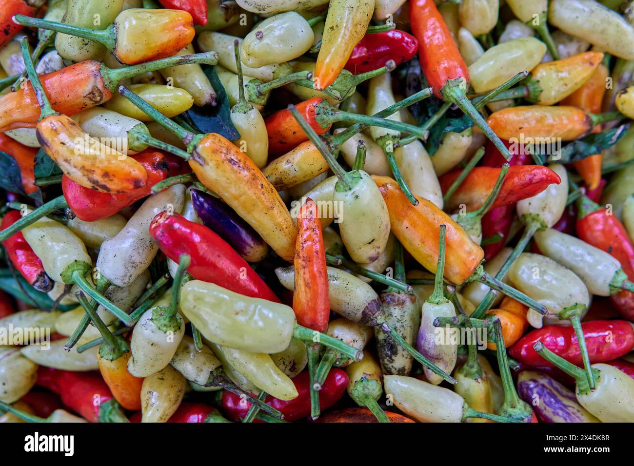 Close up red chili peppers in hi-res stock photography and images - Alamy