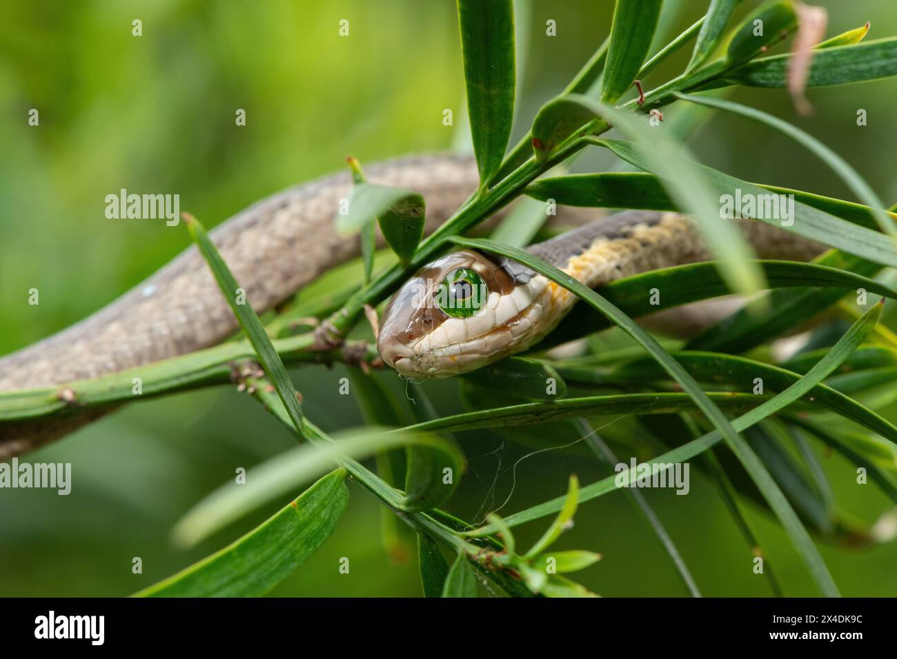 A beautiful juvenile boomslang (Dispholidus typus), also known as a ...